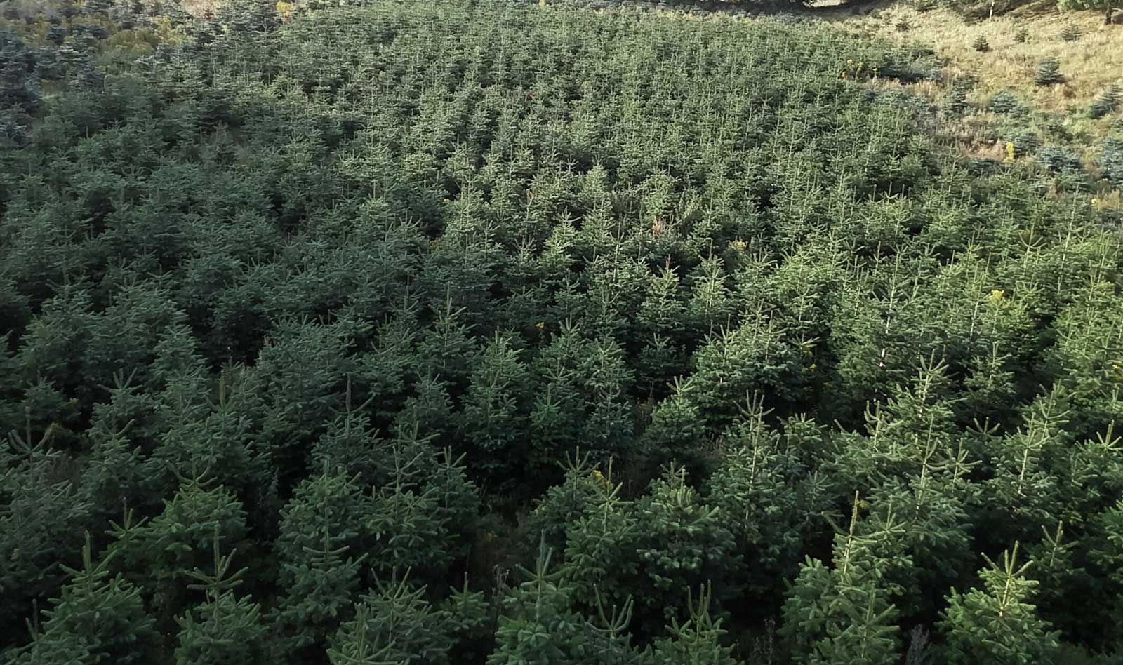 Nordmann Fir Christmas Tree | Nordmann Fir | Cork Christmas Trees