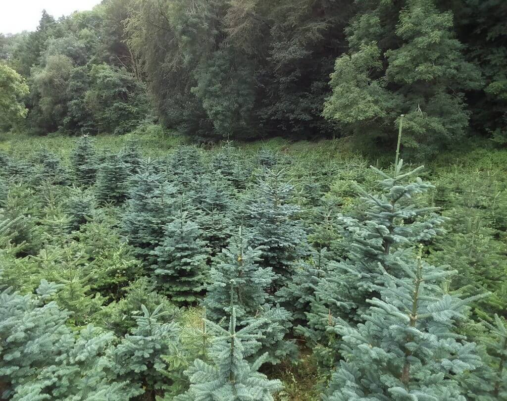 Noble Fir Christmas Tree | Noble Fir | Cork Christmas Trees